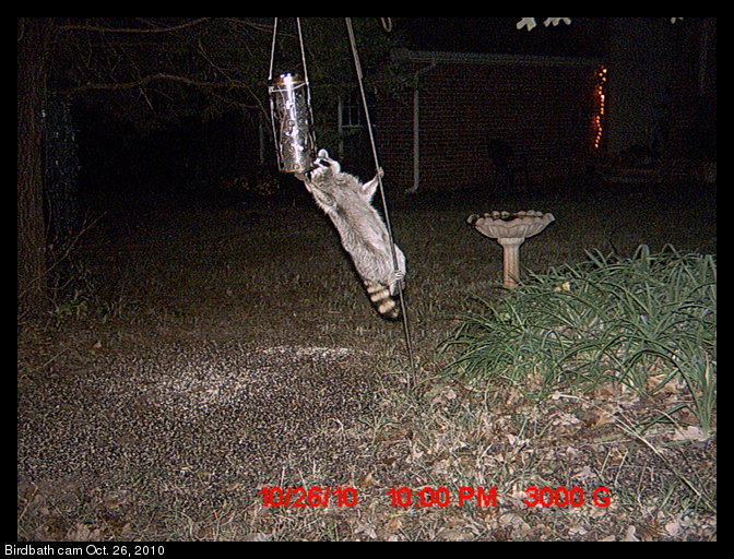 The mystery of the broken bird feeder, episode 3